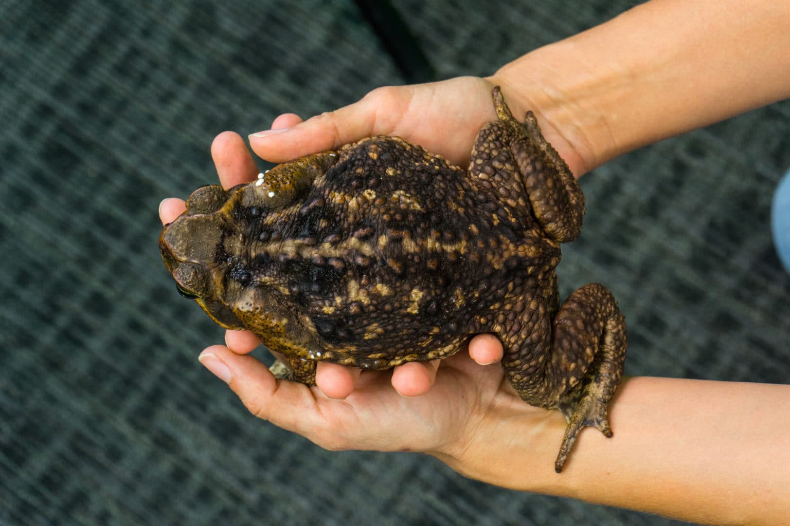 Invasive Species | Conservancy of Southwest Florida