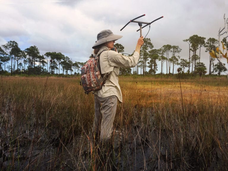 Conservancy captures most massive Burmese python in Florida ...
