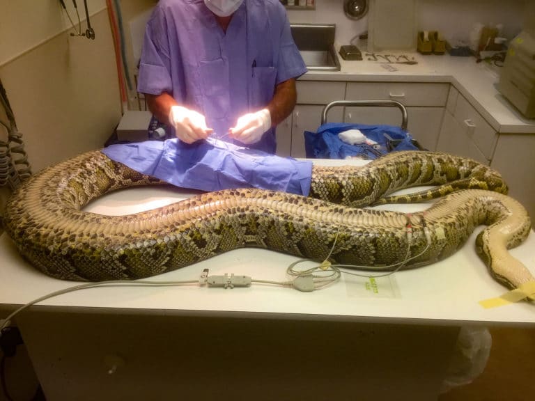 Conservancy captures most massive Burmese python in Florida ...
