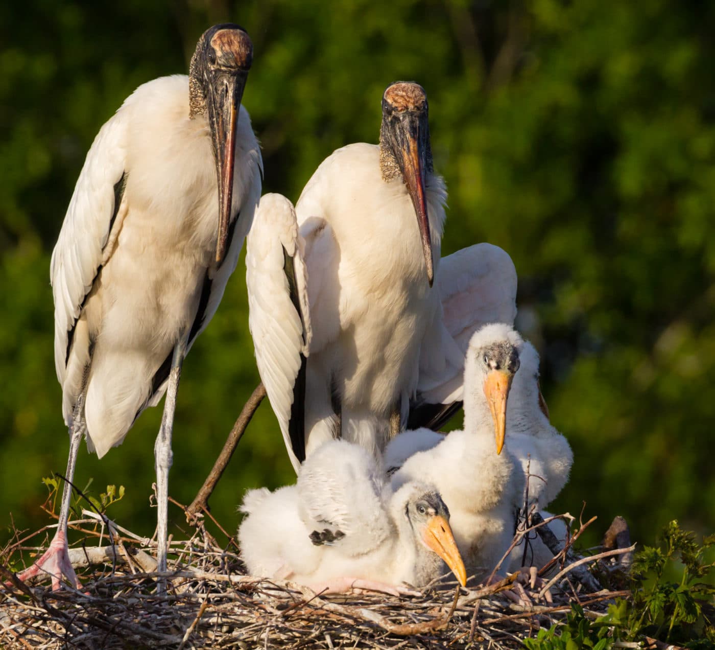 Eastern Collier County | Conservancy of Southwest Florida