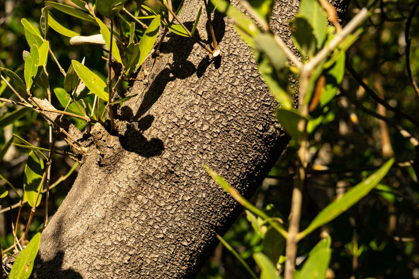 Black Mangrove | Conservancy of Southwest Florida