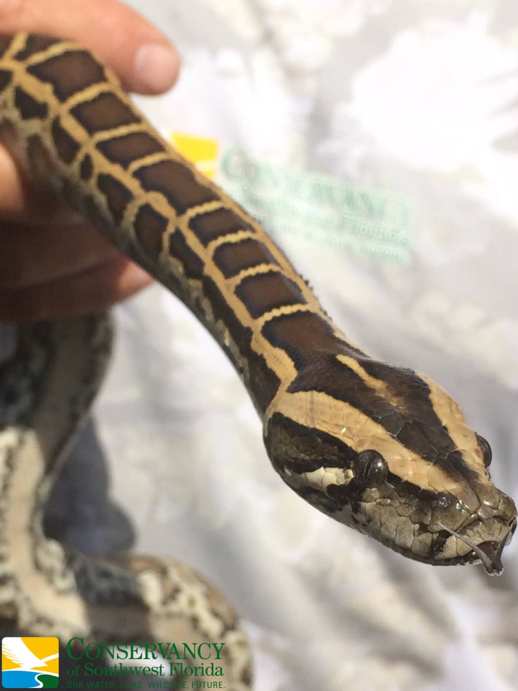 Burmese Python Project (19) | Conservancy of Southwest Florida