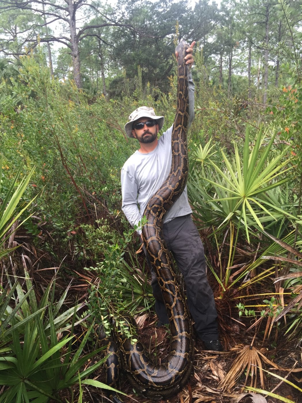 Burmese Python Project (28) | Conservancy of Southwest Florida