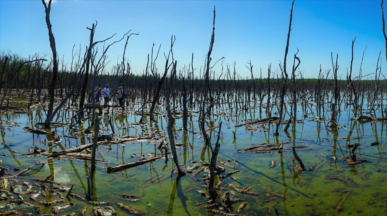 Mangrove Research | Conservancy of Southwest Florida
