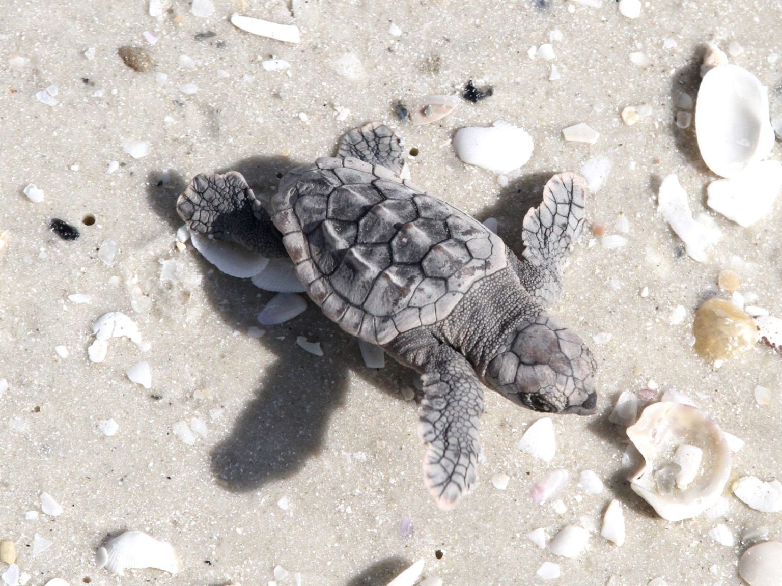 Sea Turtle Research | Conservancy of Southwest Florida