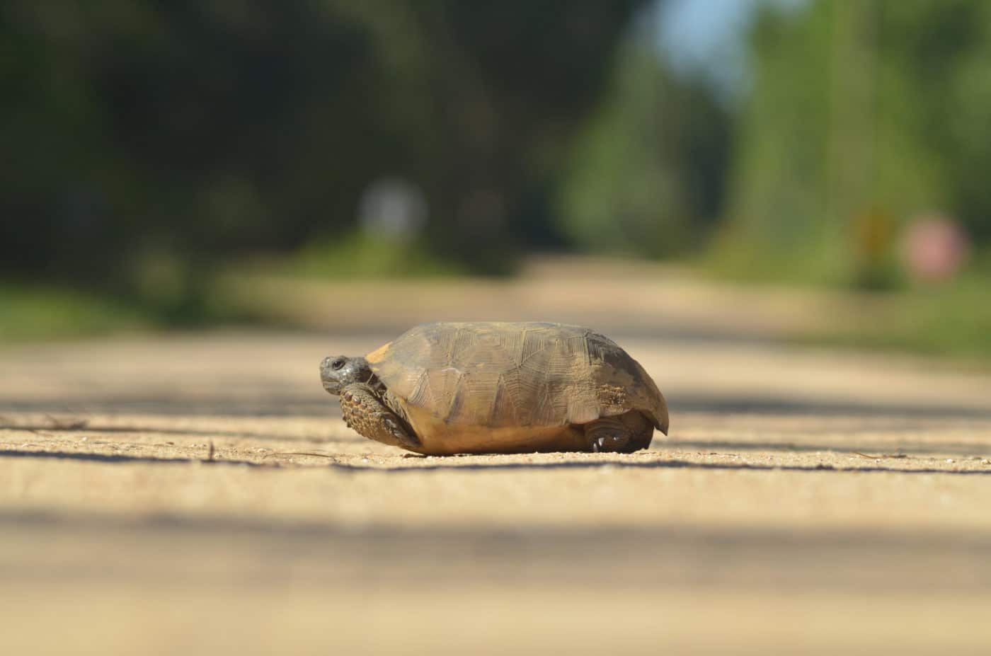 Side View Of Gopher Tortoise Crossing Forest Road | Conservancy of ...
