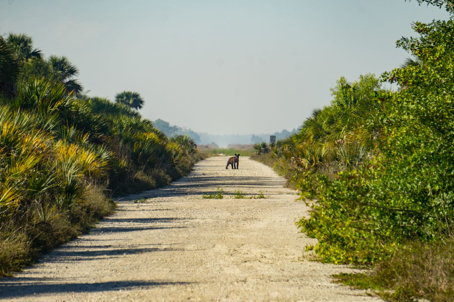Habitat Protection | Conservancy of Southwest Florida