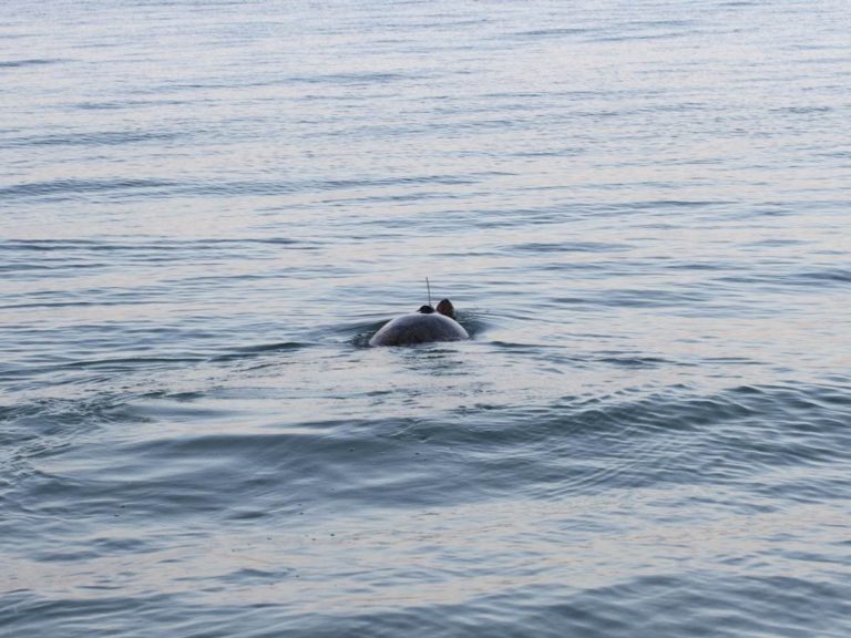 Sea Turtle Research | Conservancy of Southwest Florida
