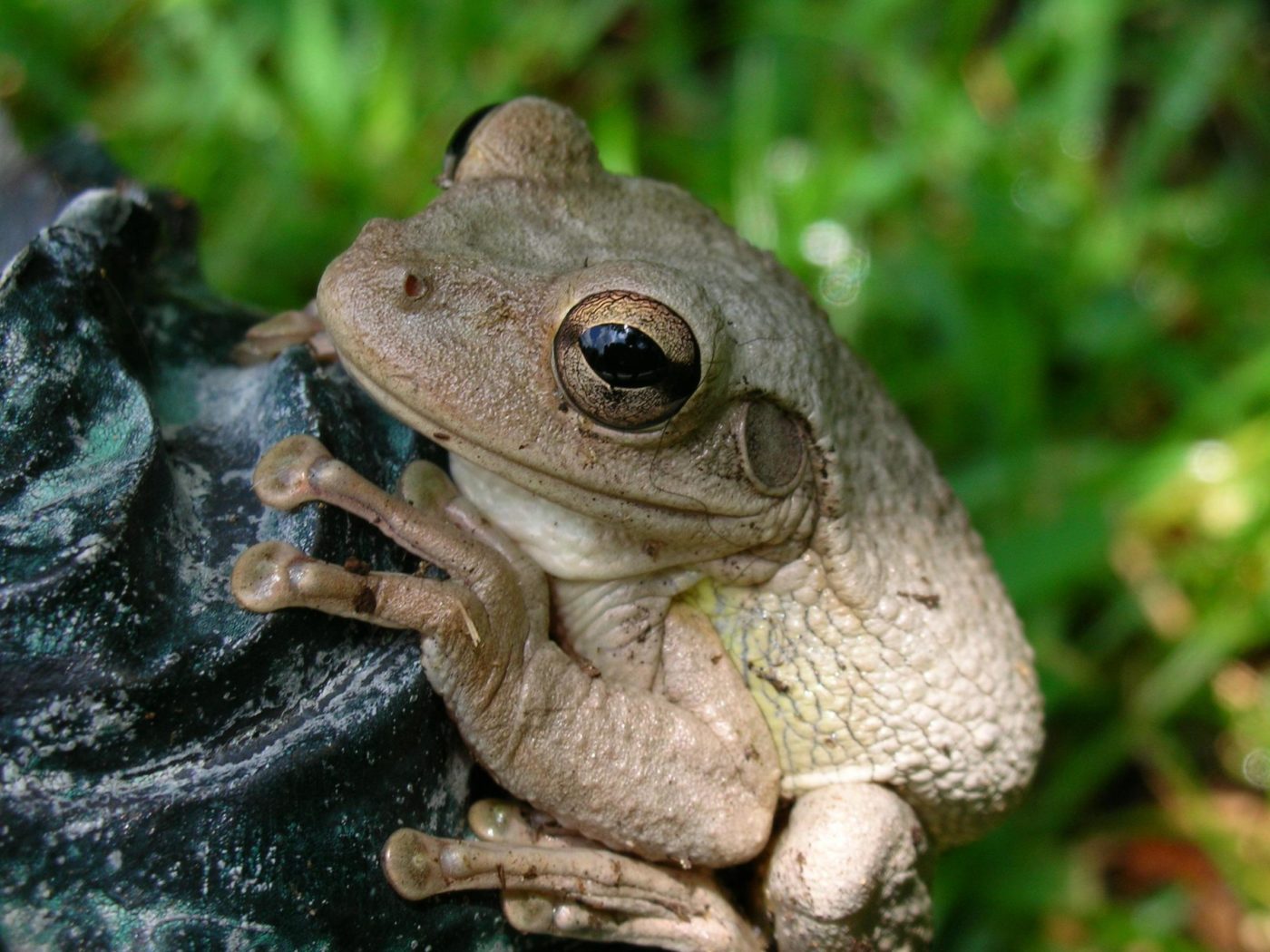 Cuban Tree Frog | Conservancy of Southwest Florida