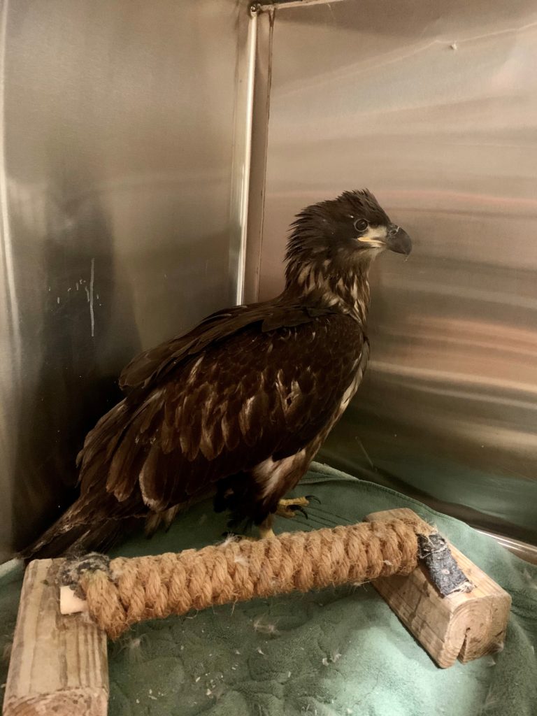 Bald Eagle | Conservancy of Southwest Florida