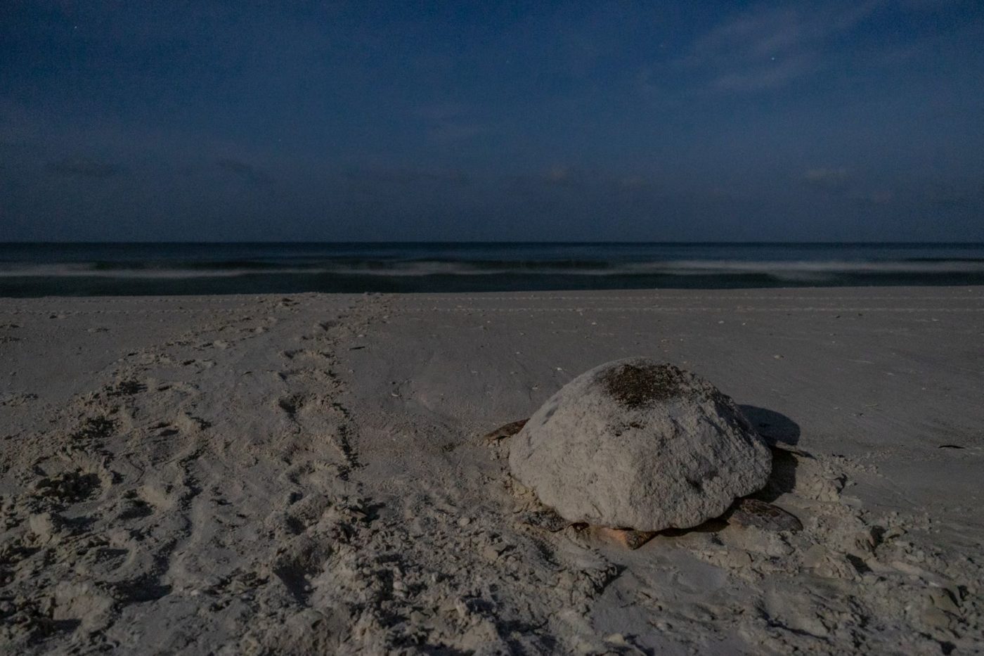 Sea Turtle Research | Conservancy of Southwest Florida
