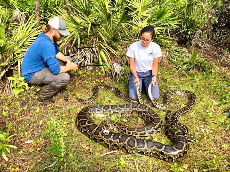 20,000 pounds of Burmese python removed | Conservancy of Southwest Florida