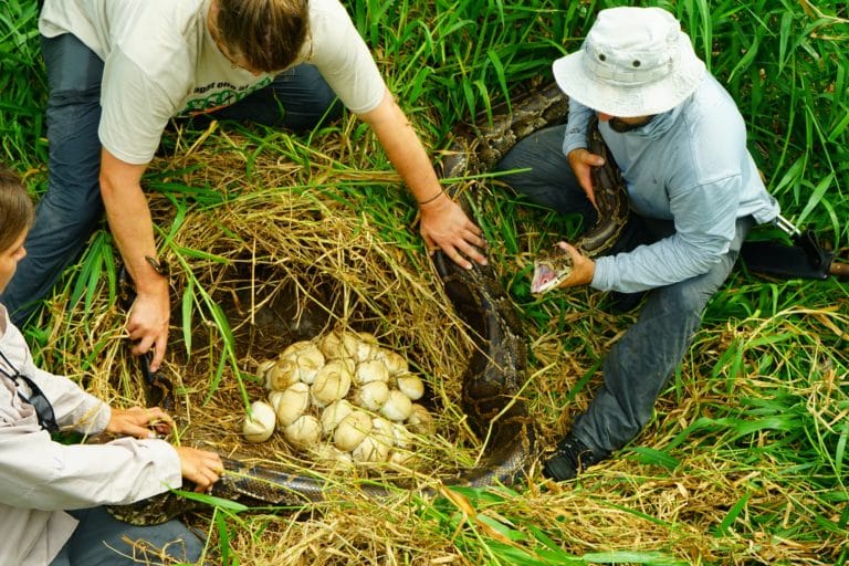 Conservancy captures most massive Burmese python in Florida ...