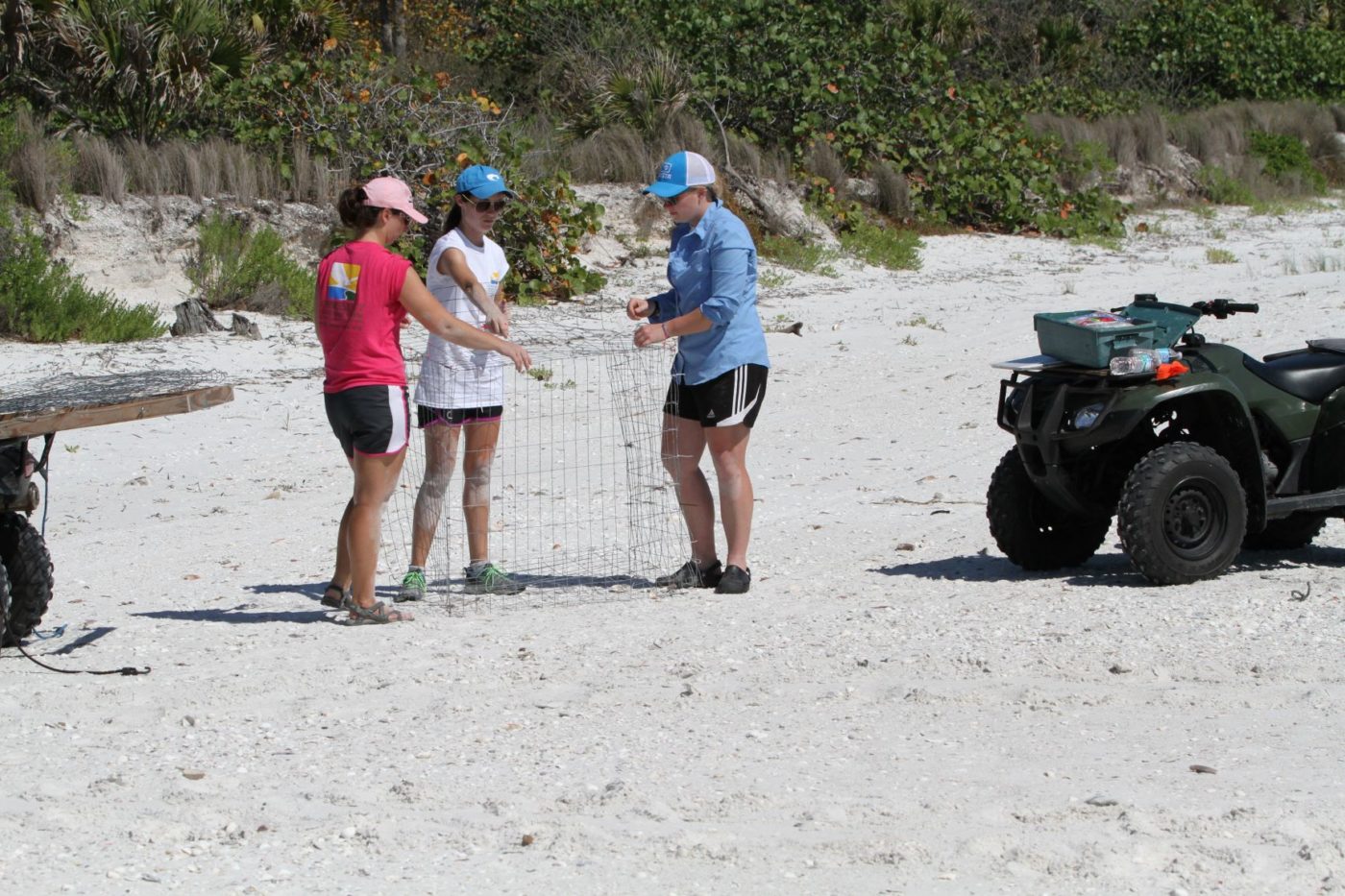 Carousel Sea turtle interns | Conservancy of Southwest Florida