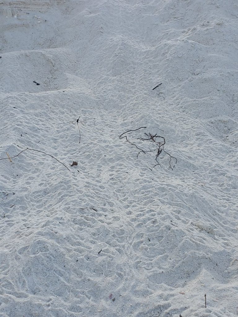 Carousel Baby sea turtle tracks | Conservancy of Southwest Florida