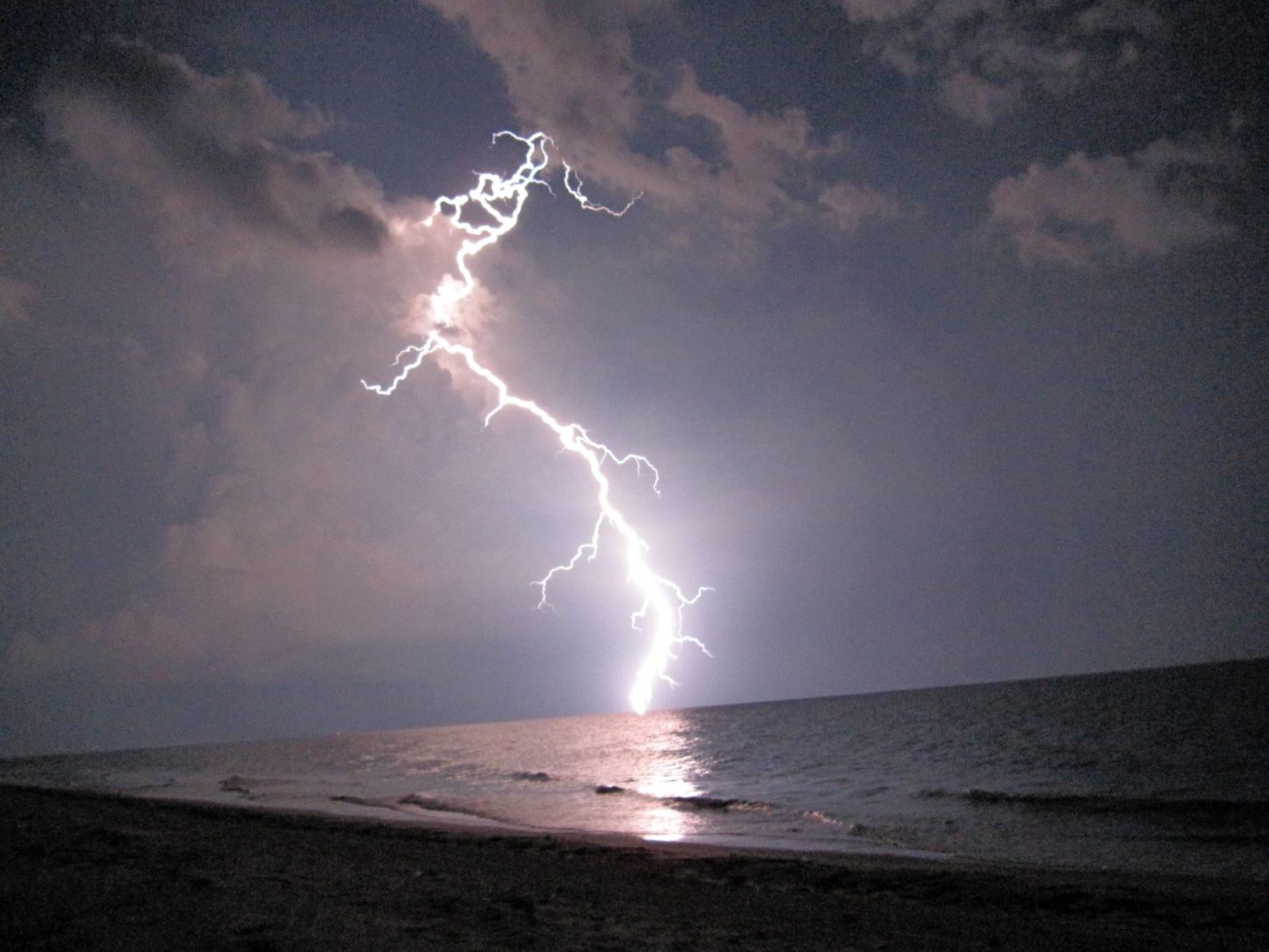 Sea Turtle Research | Conservancy of Southwest Florida