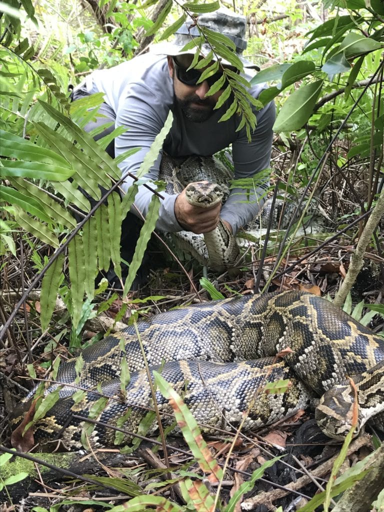 20,000 pounds of Burmese python removed | Conservancy of Southwest Florida