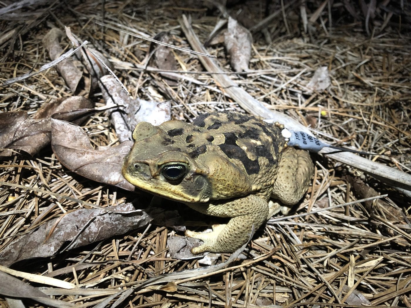 Cane Toad With Transmitter | Conservancy of Southwest Florida
