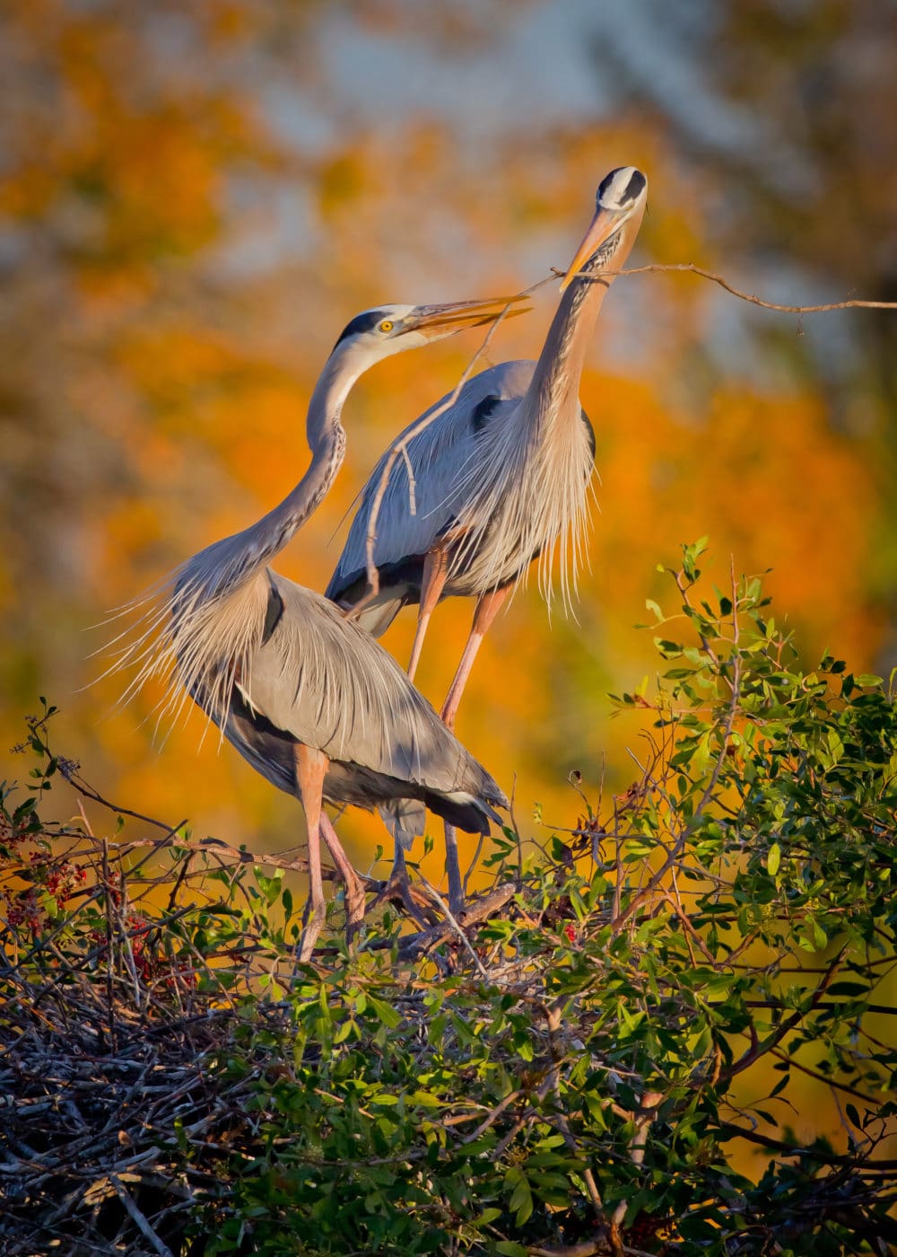 DG Rookery Bay Birds | Conservancy of Southwest Florida