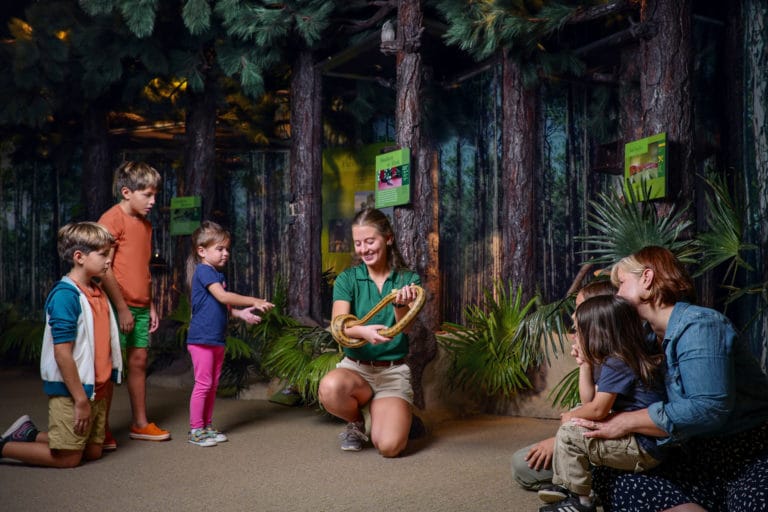 Florida’s invasive snakes can eat bigger prey than we knew ...