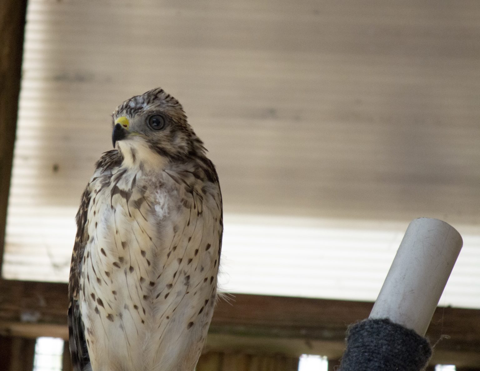 Red-shouldered Hawk Nestling Kept on Leash | Conservancy of Southwest ...