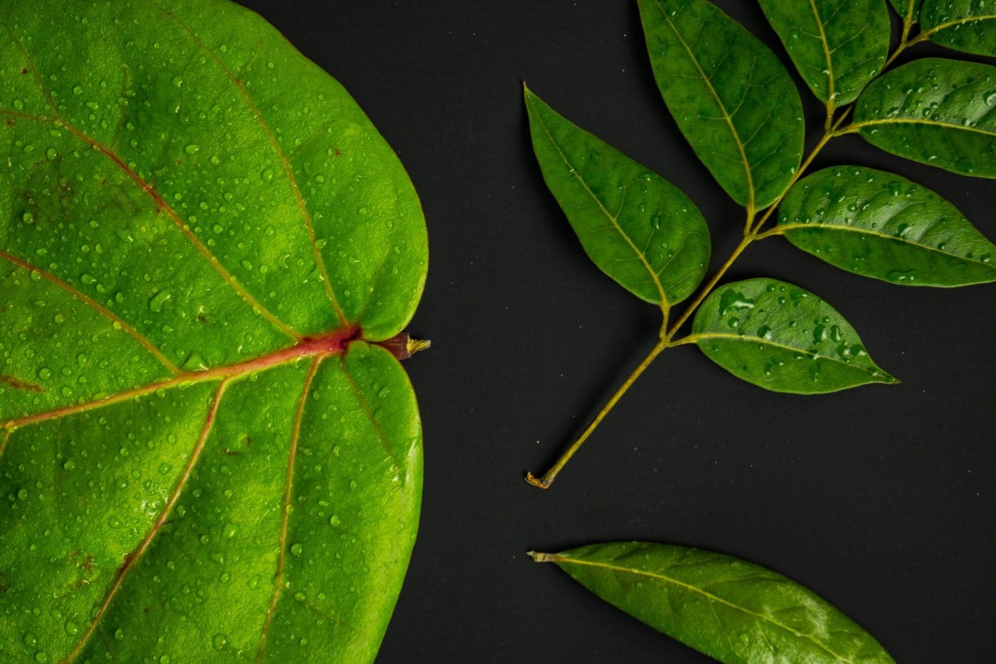 How leaves shaped the world | Conservancy of Southwest Florida
