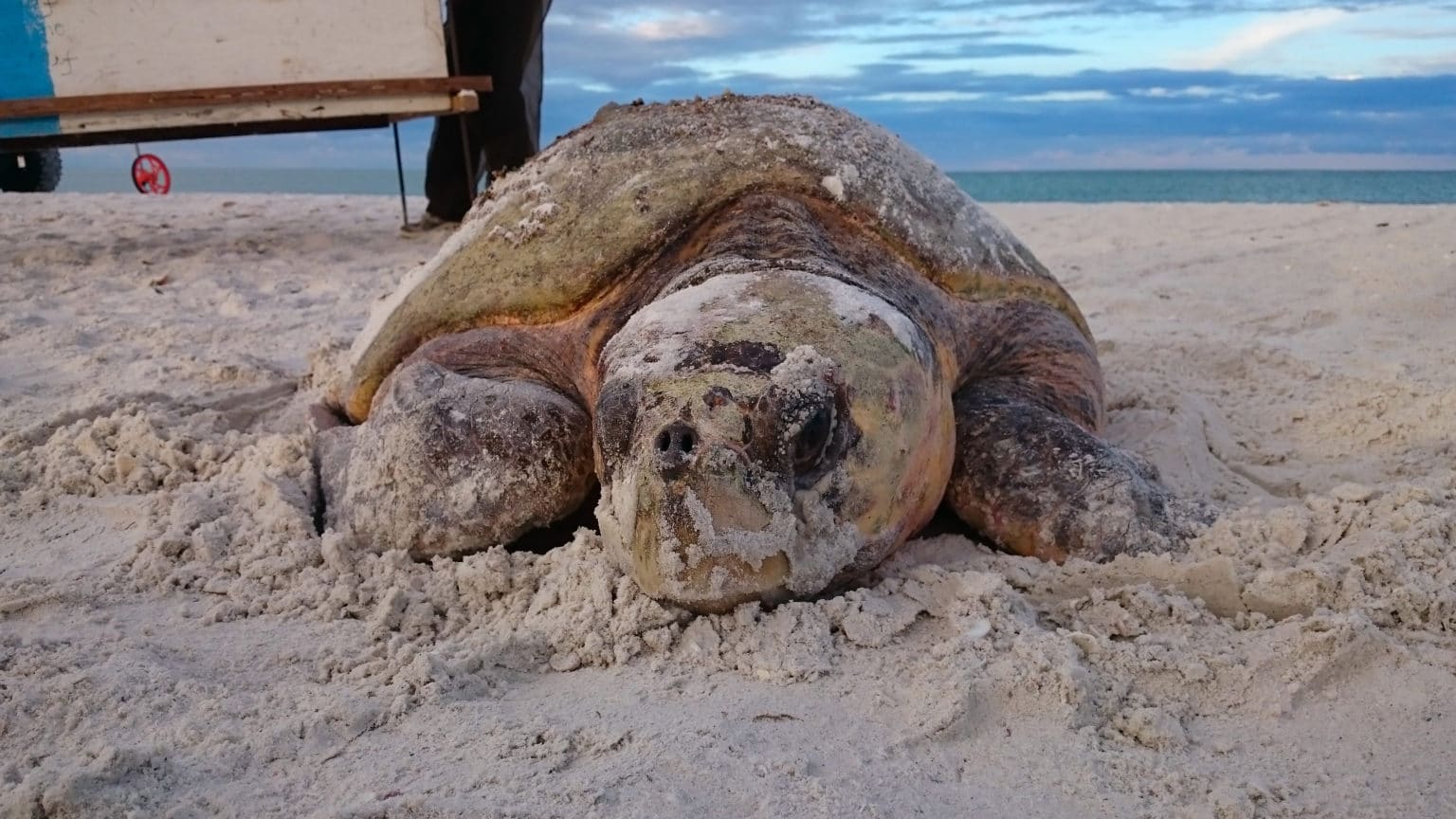 Loggerhead On Beach | Conservancy of Southwest Florida