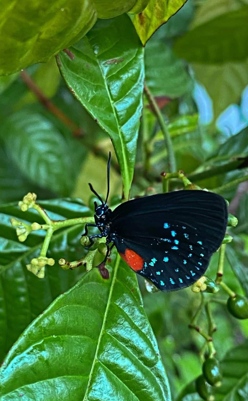 The Atala Butterfly and the Coontie Plant: A Mutualistic Relationship ...