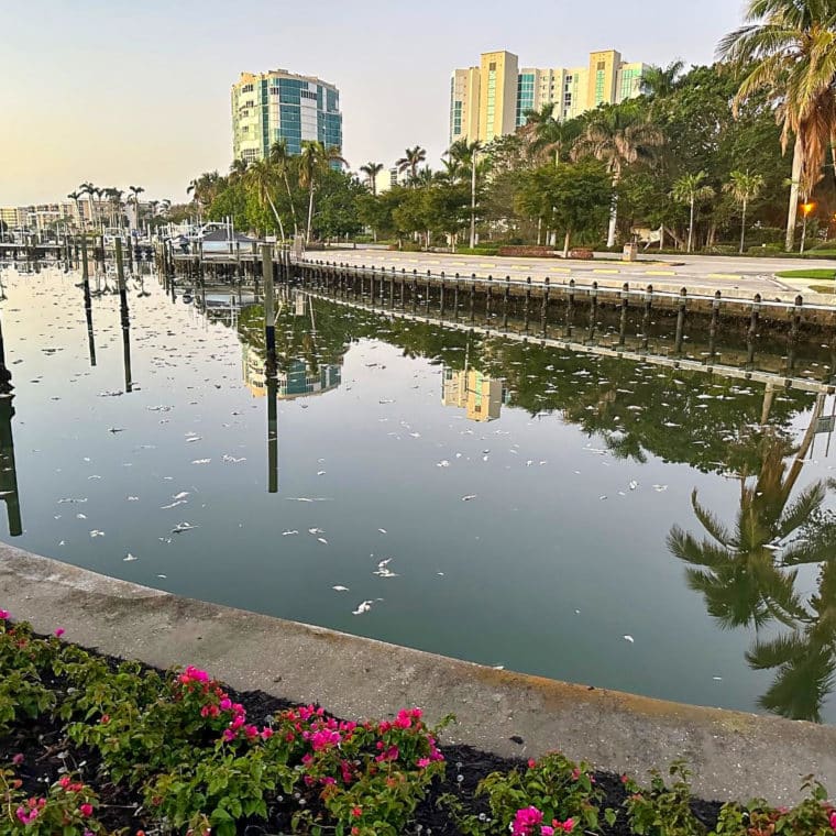 RedTide Fish Naples | Conservancy of Southwest Florida