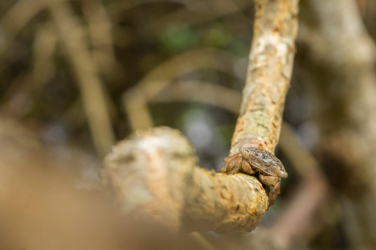 The Tiny Mangrove Tree Crab | Conservancy of Southwest Florida