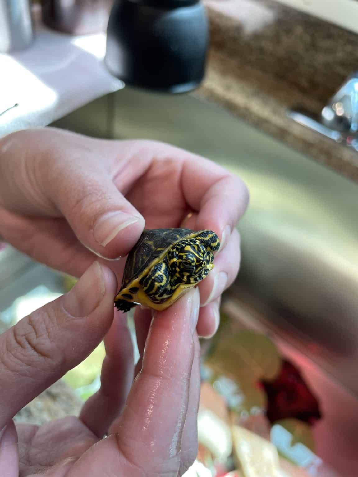 Bat found on the ground and magnificent frigatebird rescued from the ...