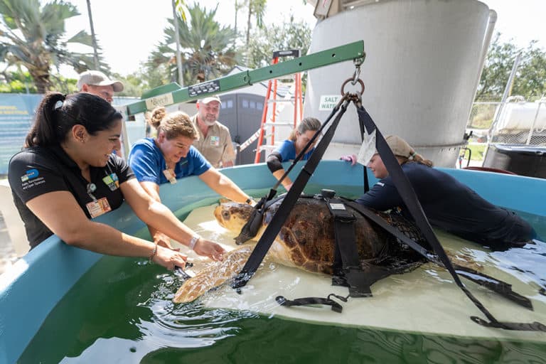 Loggerhead sea turtles released after months of rehabilitation ...