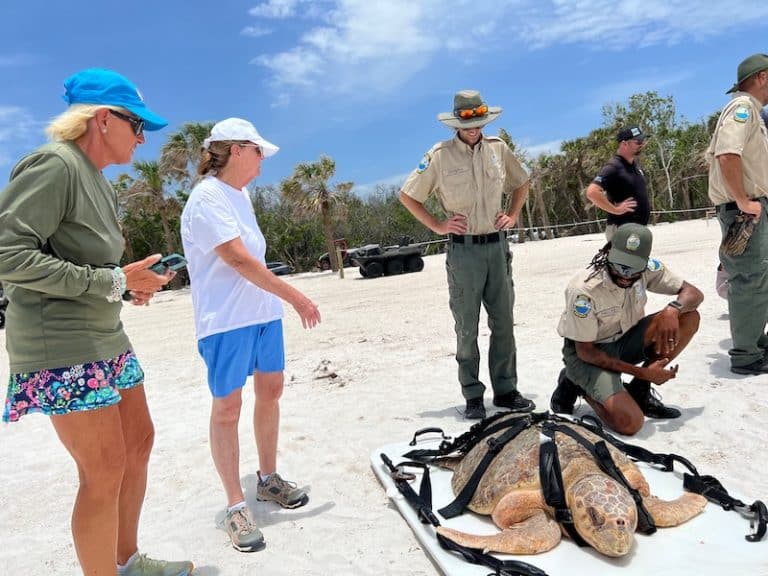 Loggerhead sea turtles released after months of rehabilitation ...