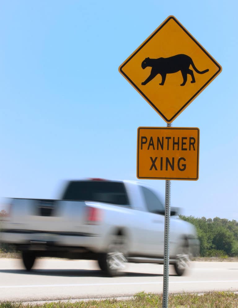 Proposed Bellmar development puts panthers in peril | Conservancy of ...