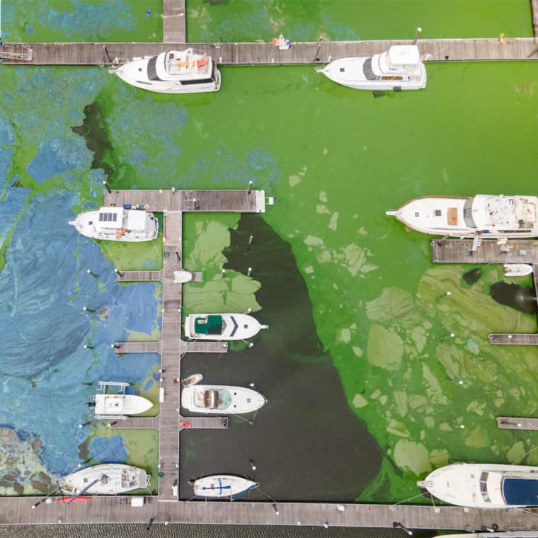 Algae And Boats Sq | Conservancy of Southwest Florida