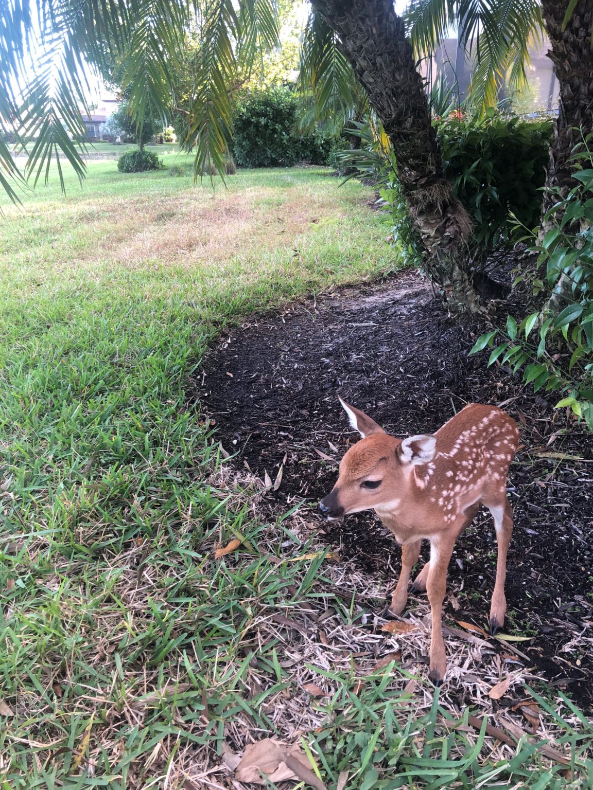 Fawn reunited with her mother | Conservancy of Southwest Florida