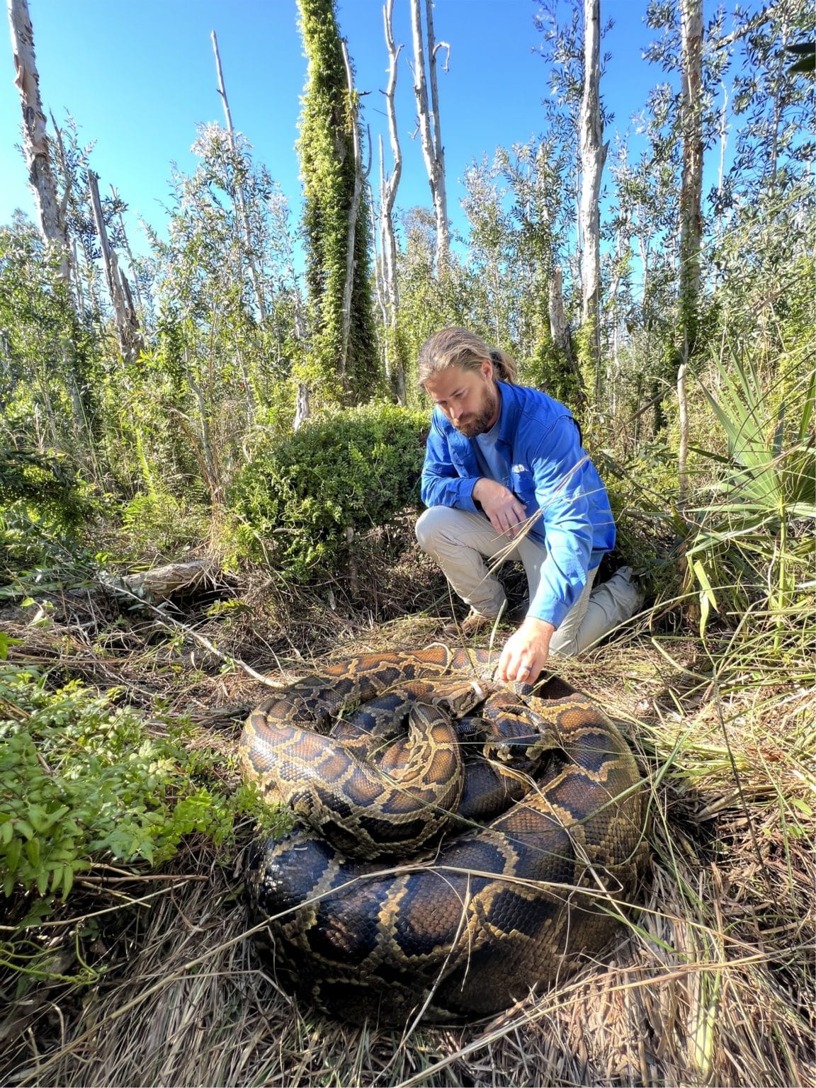 Board member joined the Burmese python research team in the field ...
