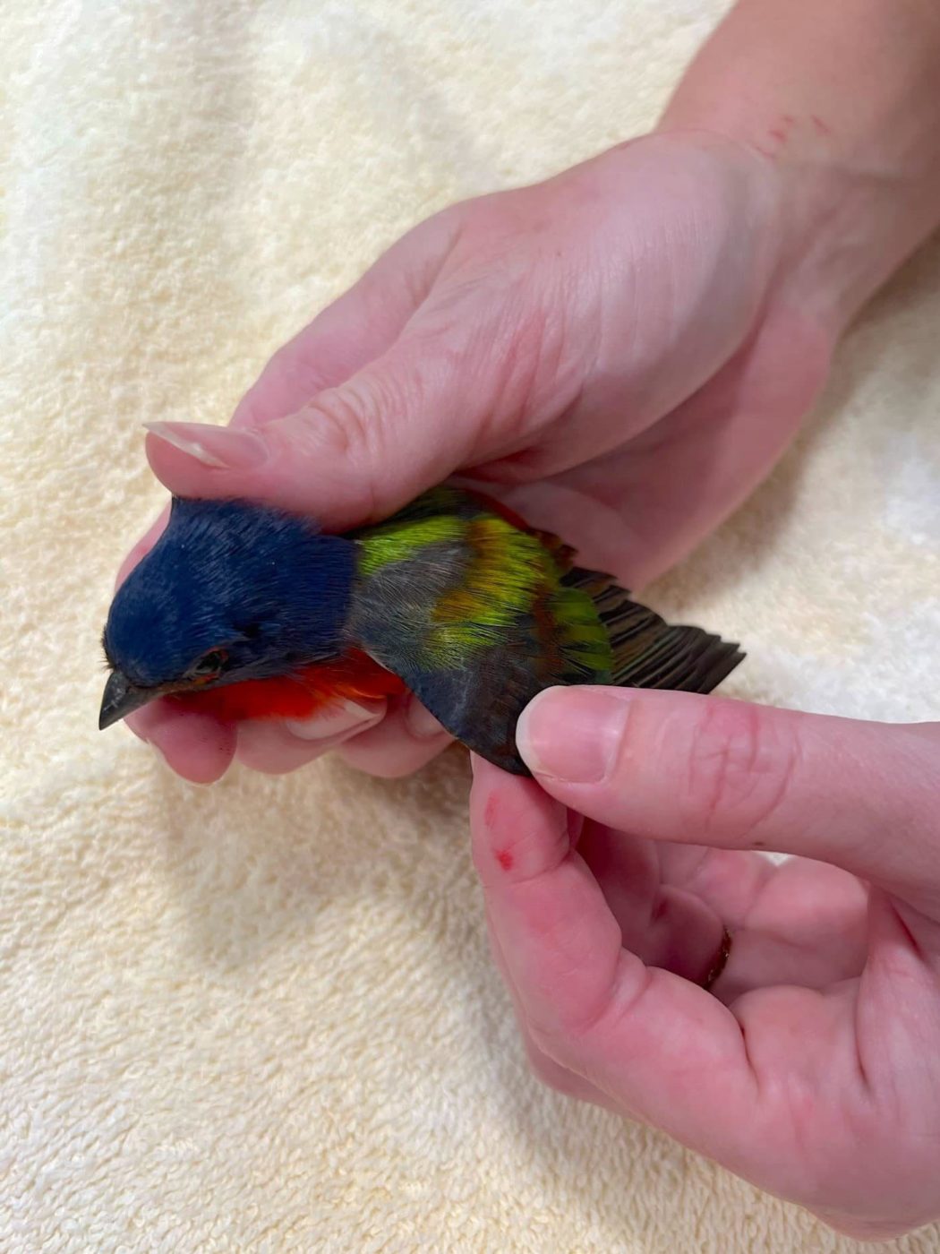 Painted bunting collides with window | Conservancy of Southwest Florida