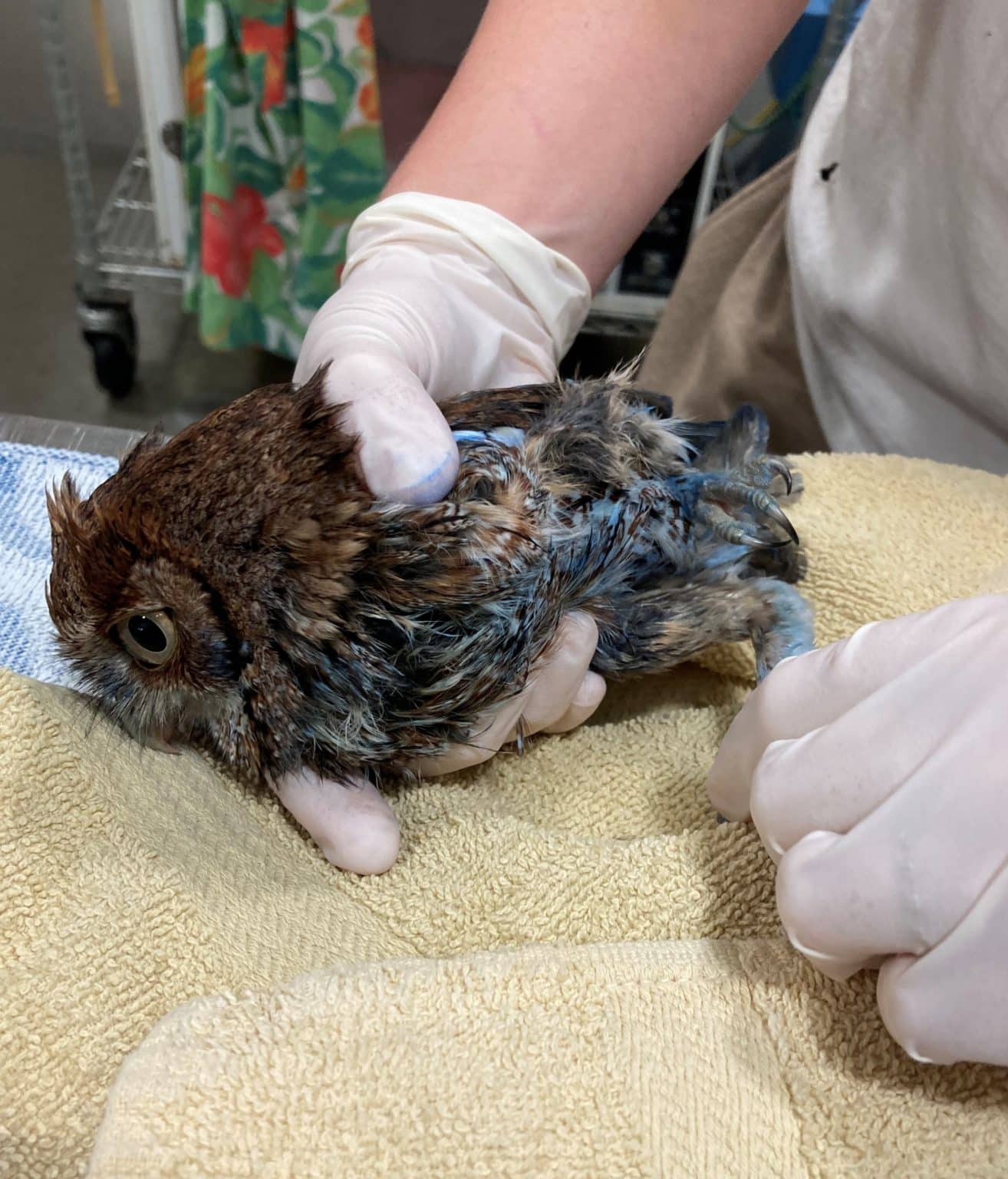 Eastern screech owl drenched in chemically treated water | Conservancy ...