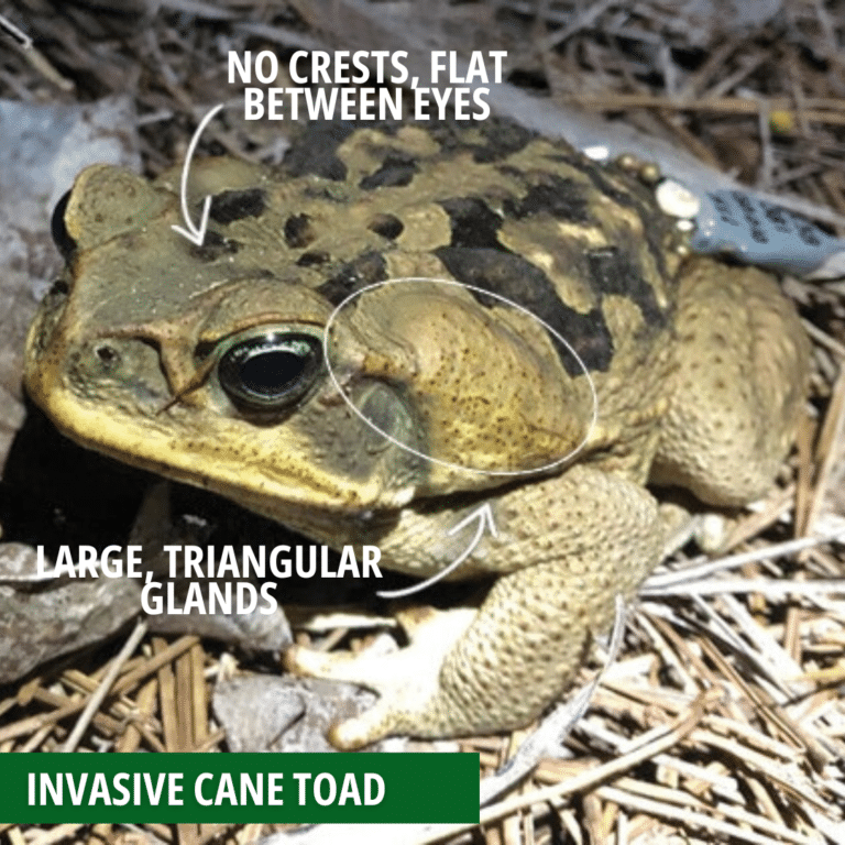 Preventing interactions and misidentifications with invasive cane toads ...