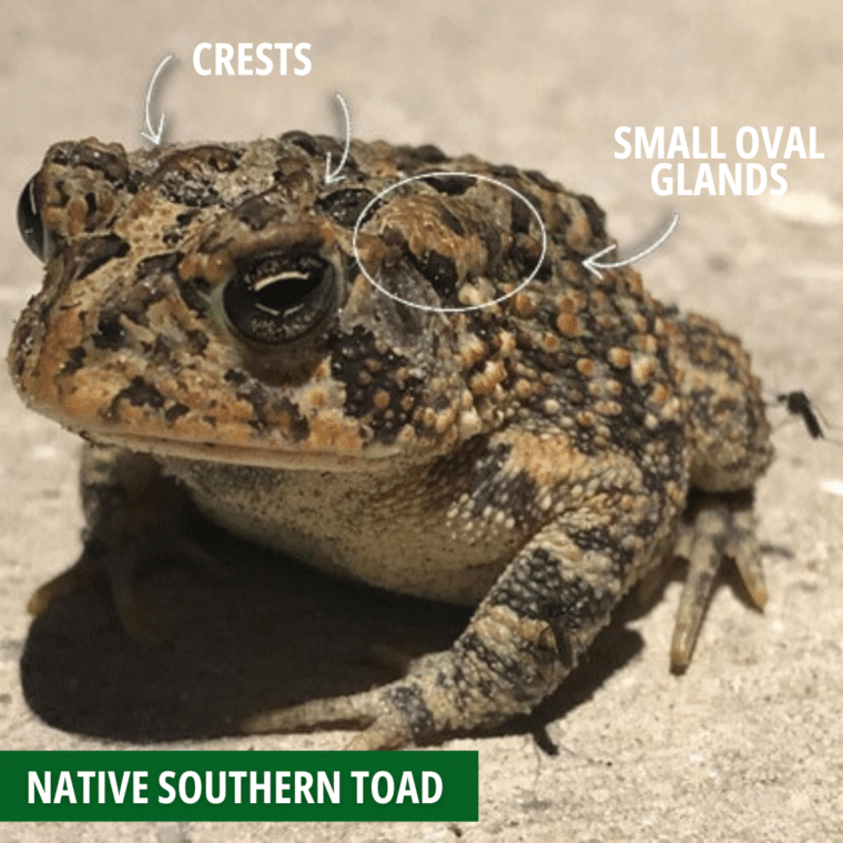 Preventing interactions and misidentifications with invasive cane toads ...