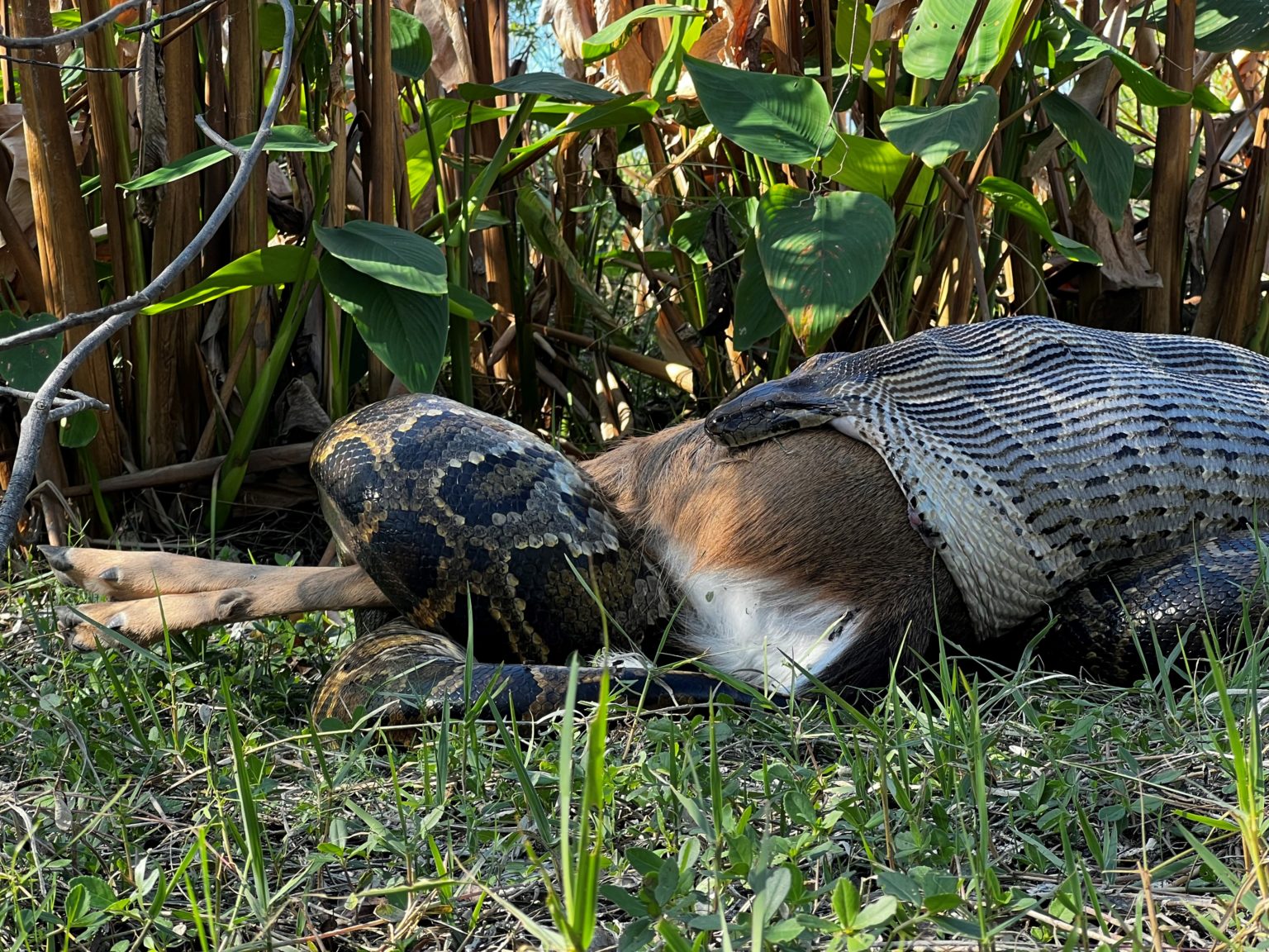 Florida’s invasive snakes can eat bigger prey than we knew ...