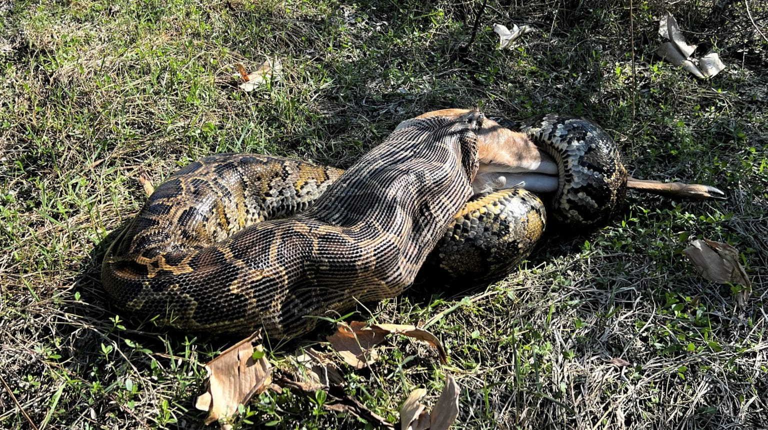 Florida’s invasive snakes can eat bigger prey than we knew ...