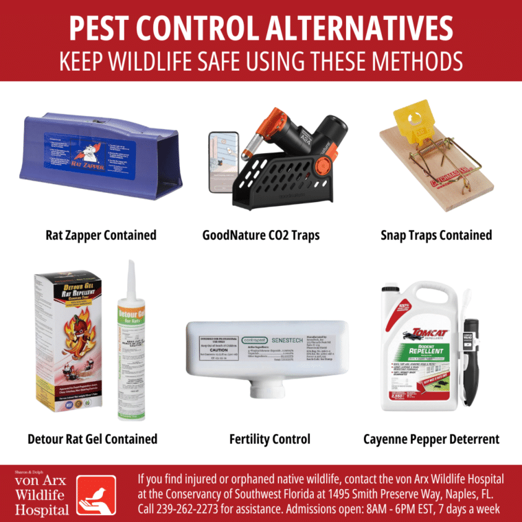 Keep Wildlife Safe: Pest Control Alternatives | Conservancy of ...