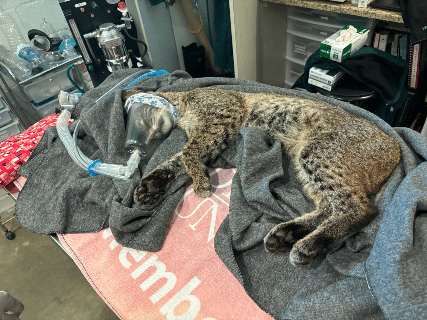 Two bobcats admitted to the wildlife hospital | Conservancy of ...