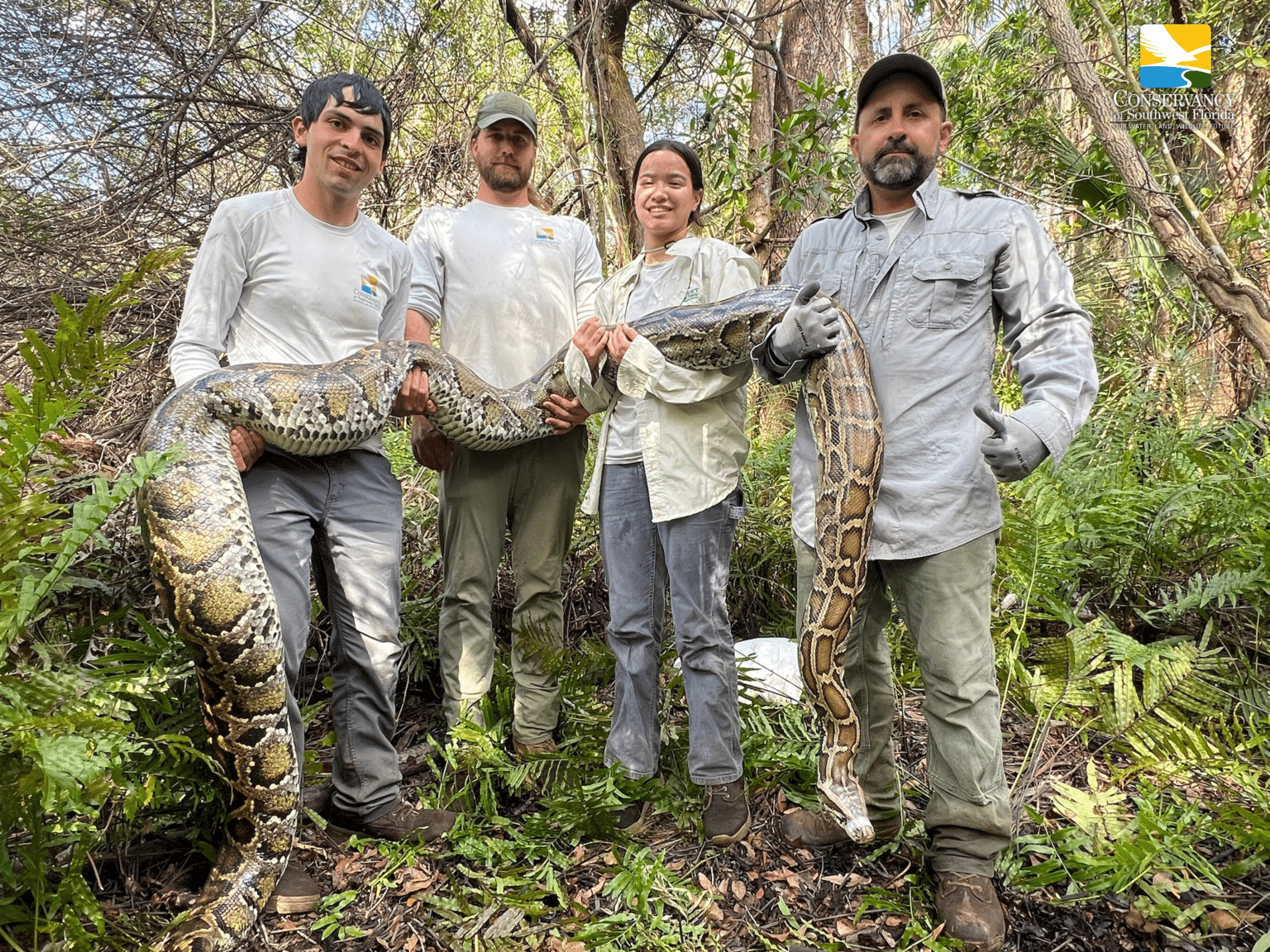 Conservancy surpasses 20-ton milestone in Burmese python removal, sets ...