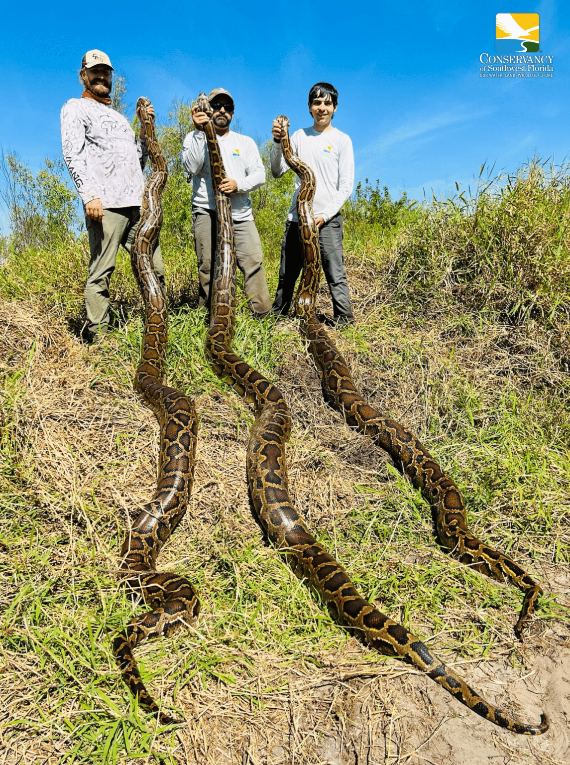 Conservancy surpasses 20-ton milestone in Burmese python removal, sets ...