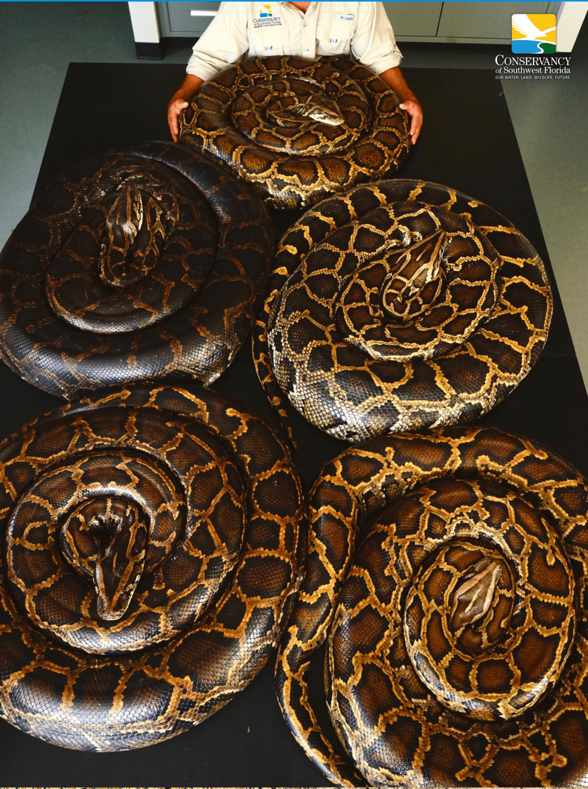 Conservancy surpasses 20-ton milestone in Burmese python removal, sets ...