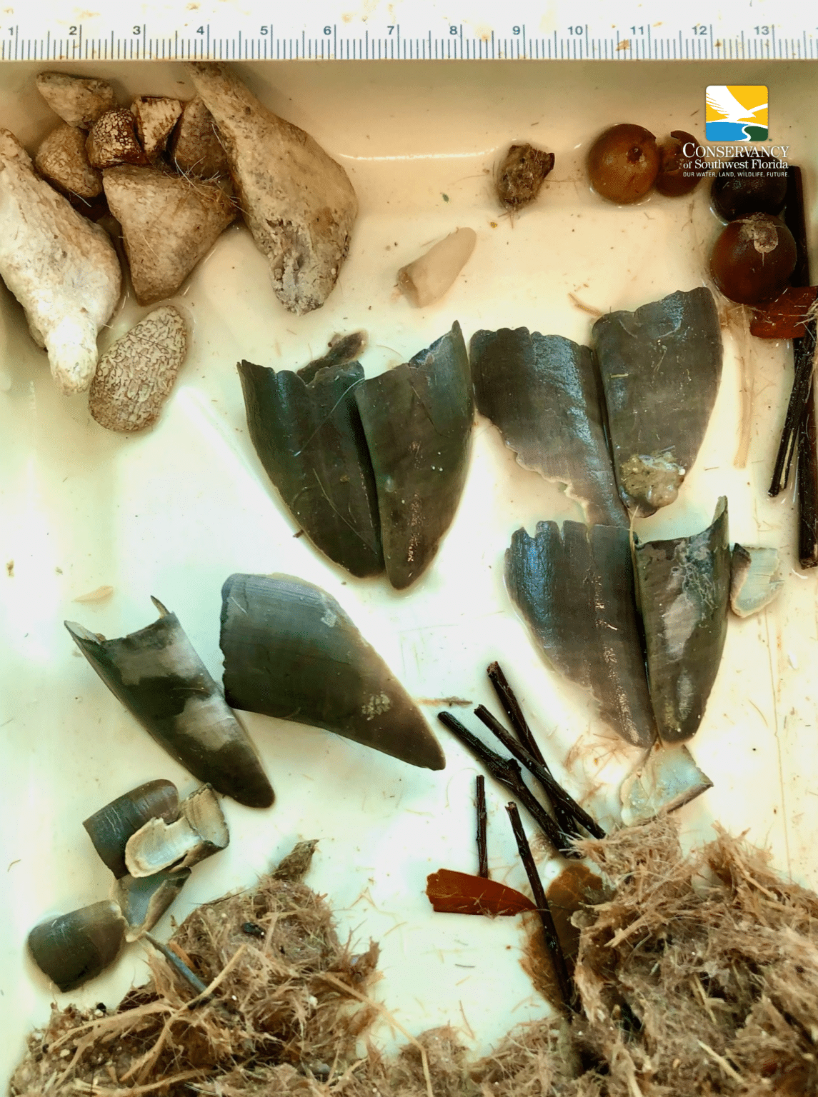 Conservancy surpasses 20-ton milestone in Burmese python removal, sets ...