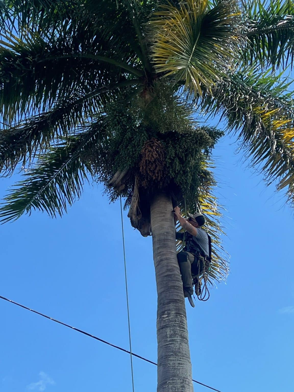 Bat colony falls from tree, over a hundred pups successfully renested ...